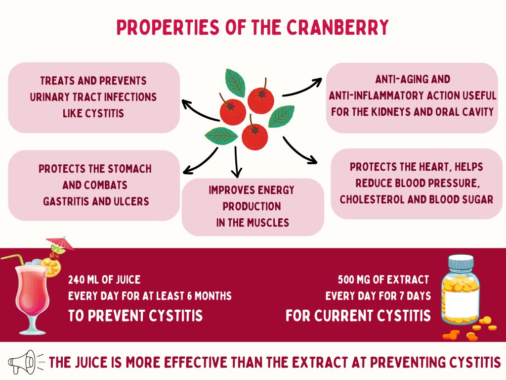 Cranberries, benefits, how and how much to take and contraindications